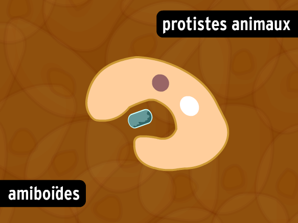 Les six règnes du vivant Idées de Parcours Pédagogiques | enseignants